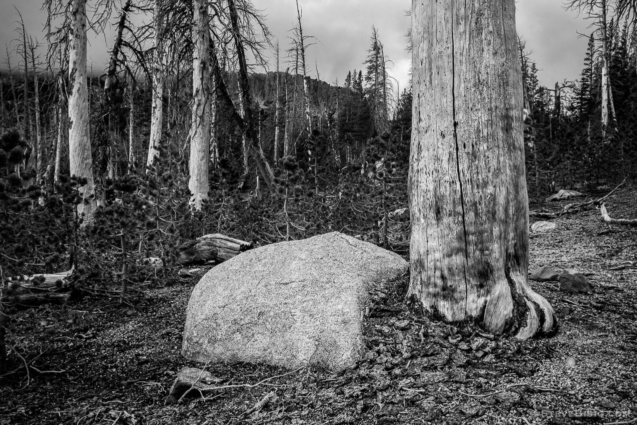 Winter Treeline, Paradise, Mount Rainier, Washington, 2017