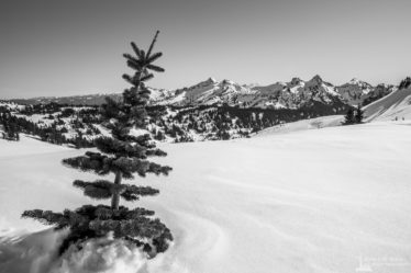 Tip of the Tree, Mount Rainier National Park, Washington, 2016
