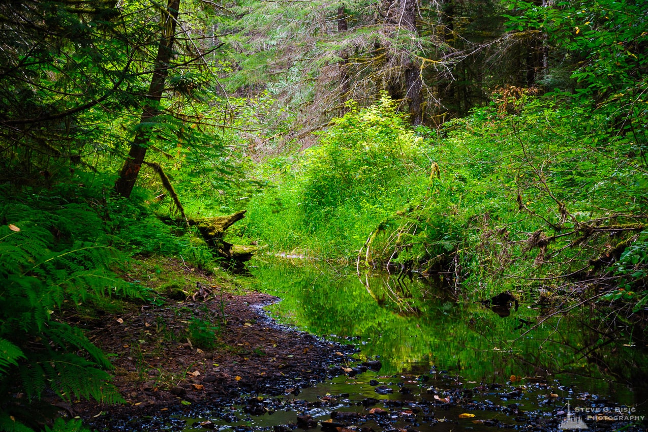 Woods Creek, Randle, Washington, 2016