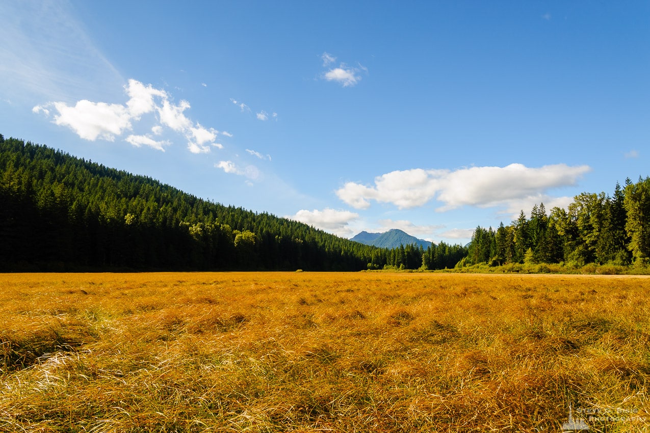 Prairie Grassland Of Washington