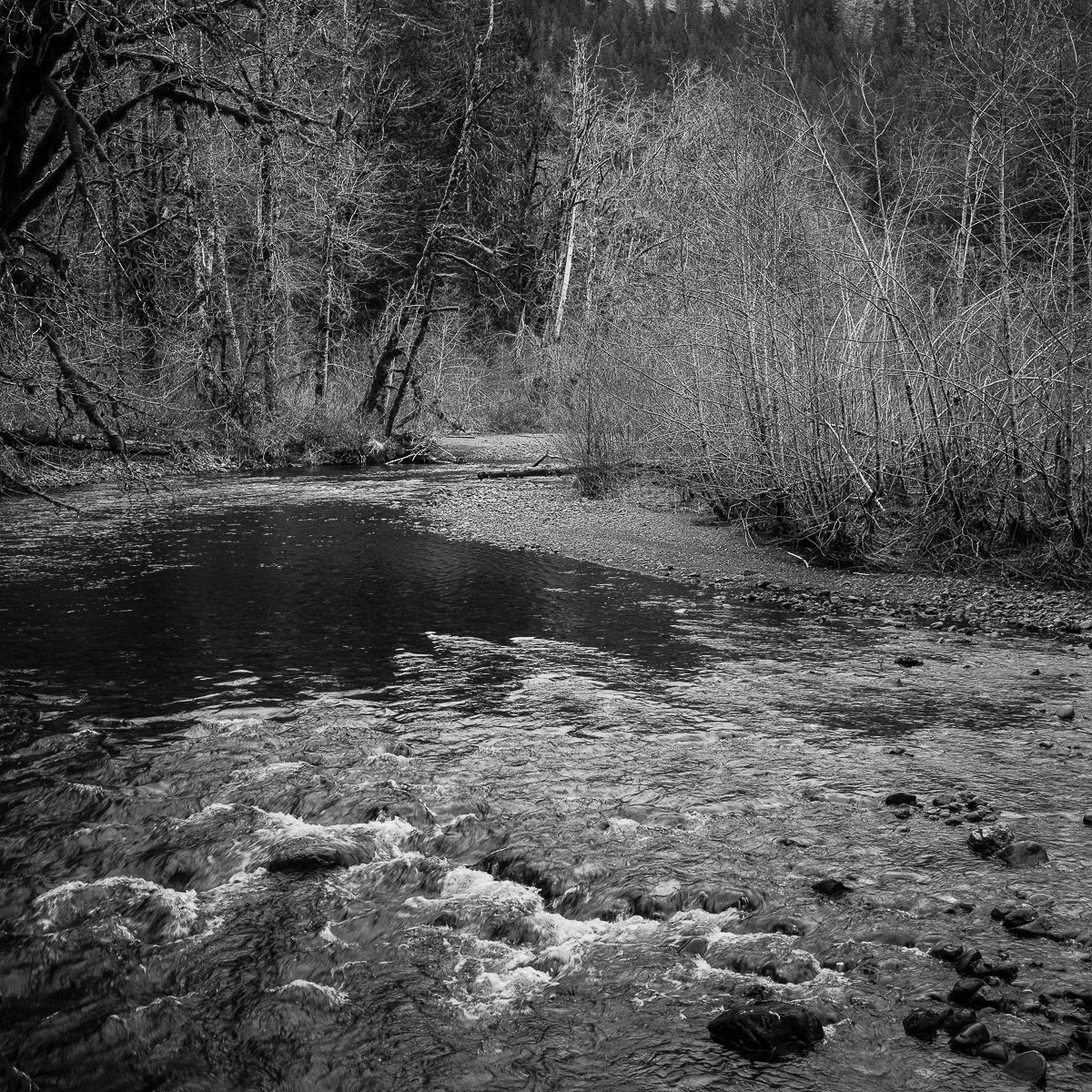 Early Spring Visit to the Hamma Hamma River, Washington, 2022