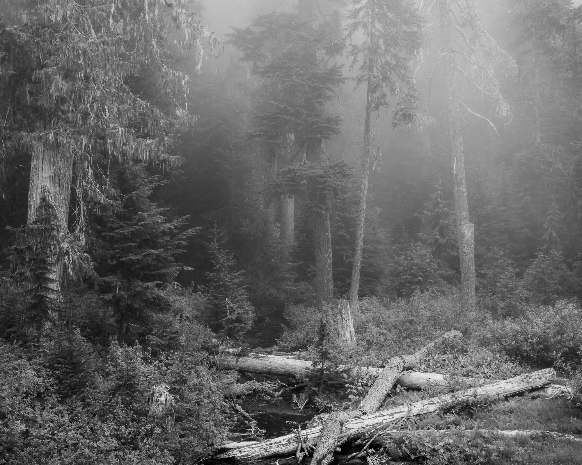 Black and White Photography | Pacific Northwest Forests