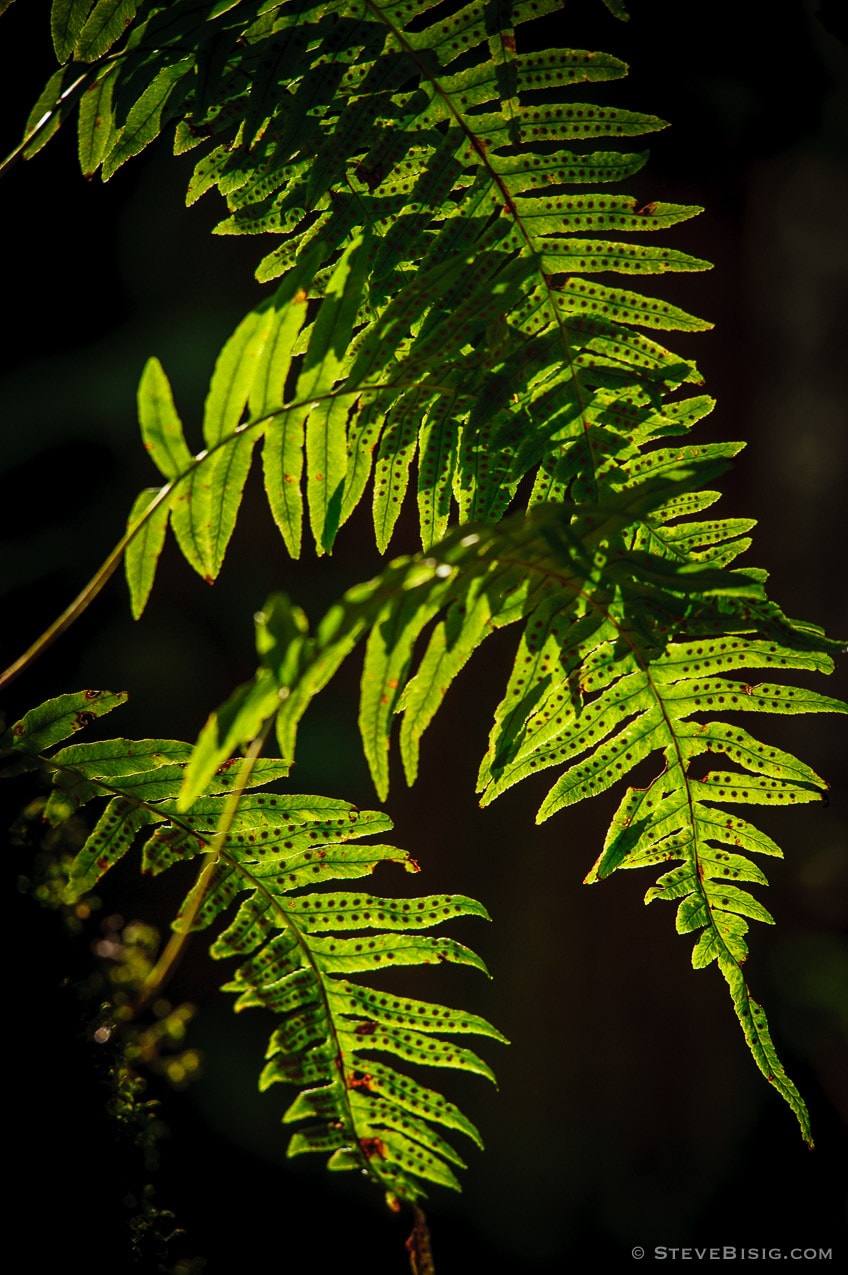 Fern, Tiger Mountain State Forest, Washington, 2015 | Pacific Northwest ...